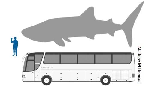 Whale Shark Size Comparison To Bus